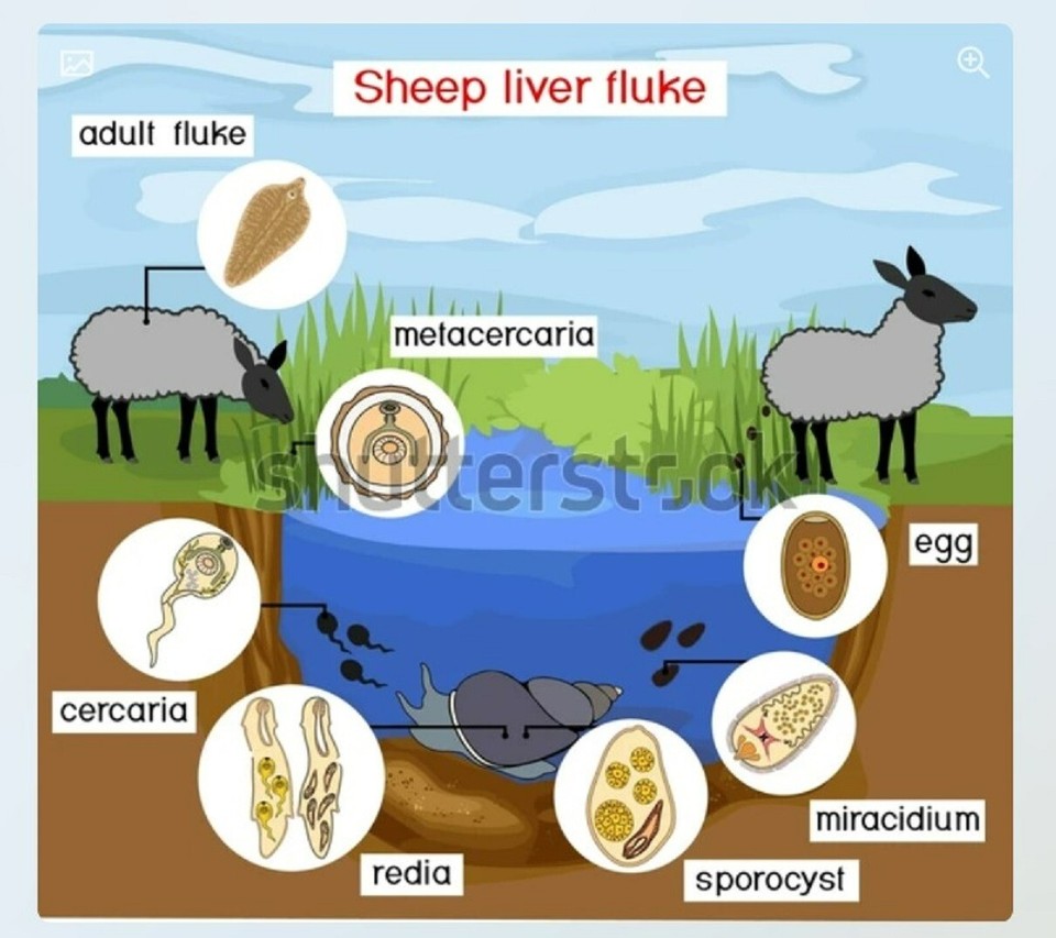 CHIVO OVEJA, CABRA Y RUMIANTES Anti-Parasitos Anti-Gusanos Estomacales ...