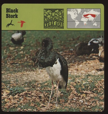 Black Stork Safari Cards Rencontre Birds | eBay