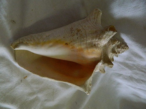 Authentic Conch Sea Shell Strombus Lobatus seashell | eBay