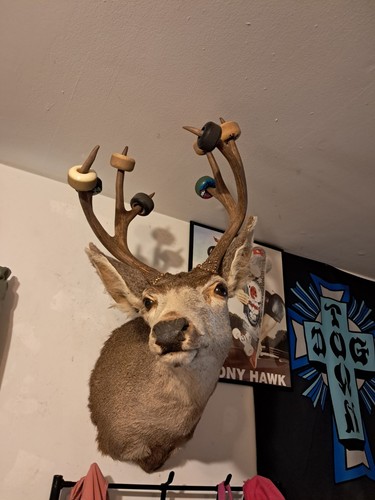 Mounted Deer Head Buck Full Size | eBay
