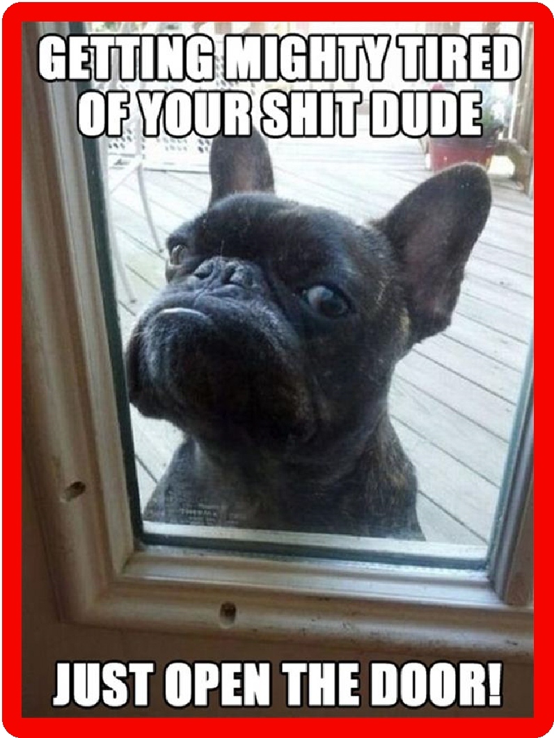 Frenchie Dog Memes French Bulldog Dog Crazy Funny Eyes Pet Portrait