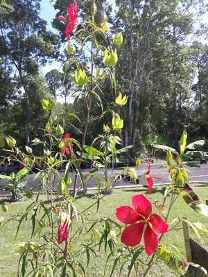 Texas Red Star Hibiscus 10 Seed | eBay