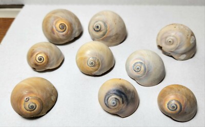 9 Spiral Shark Eye Shells Seashells 1" to 1.4" Nautical Home Decor | eBay