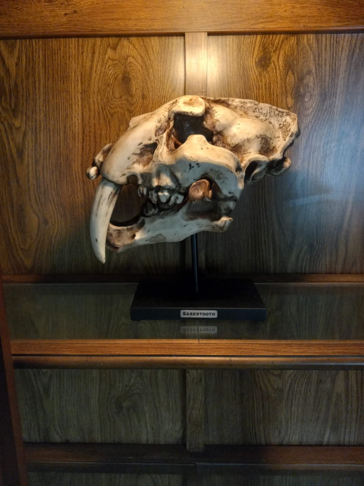 Prehistoric Animal Replica Sabertooth Tiger Cat Fossil Skeleton Skull ...