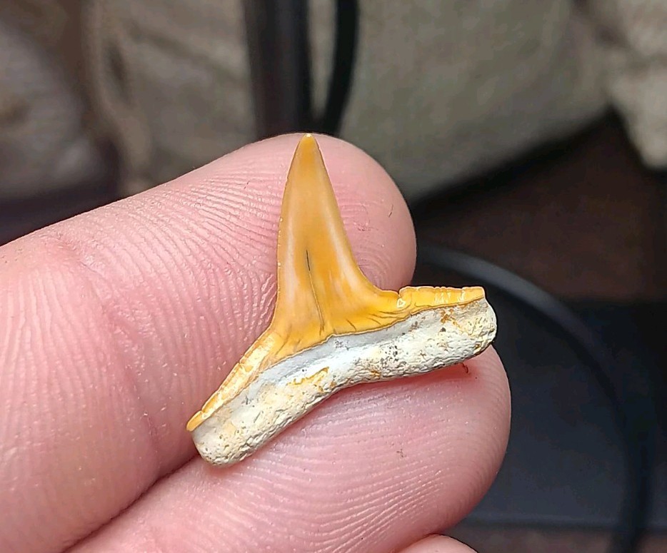 Golden Bone Valley Lemon Shark Tooth Fossil | eBay