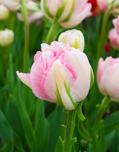 Finola Double Late Tulip - 10 bulbs | eBay