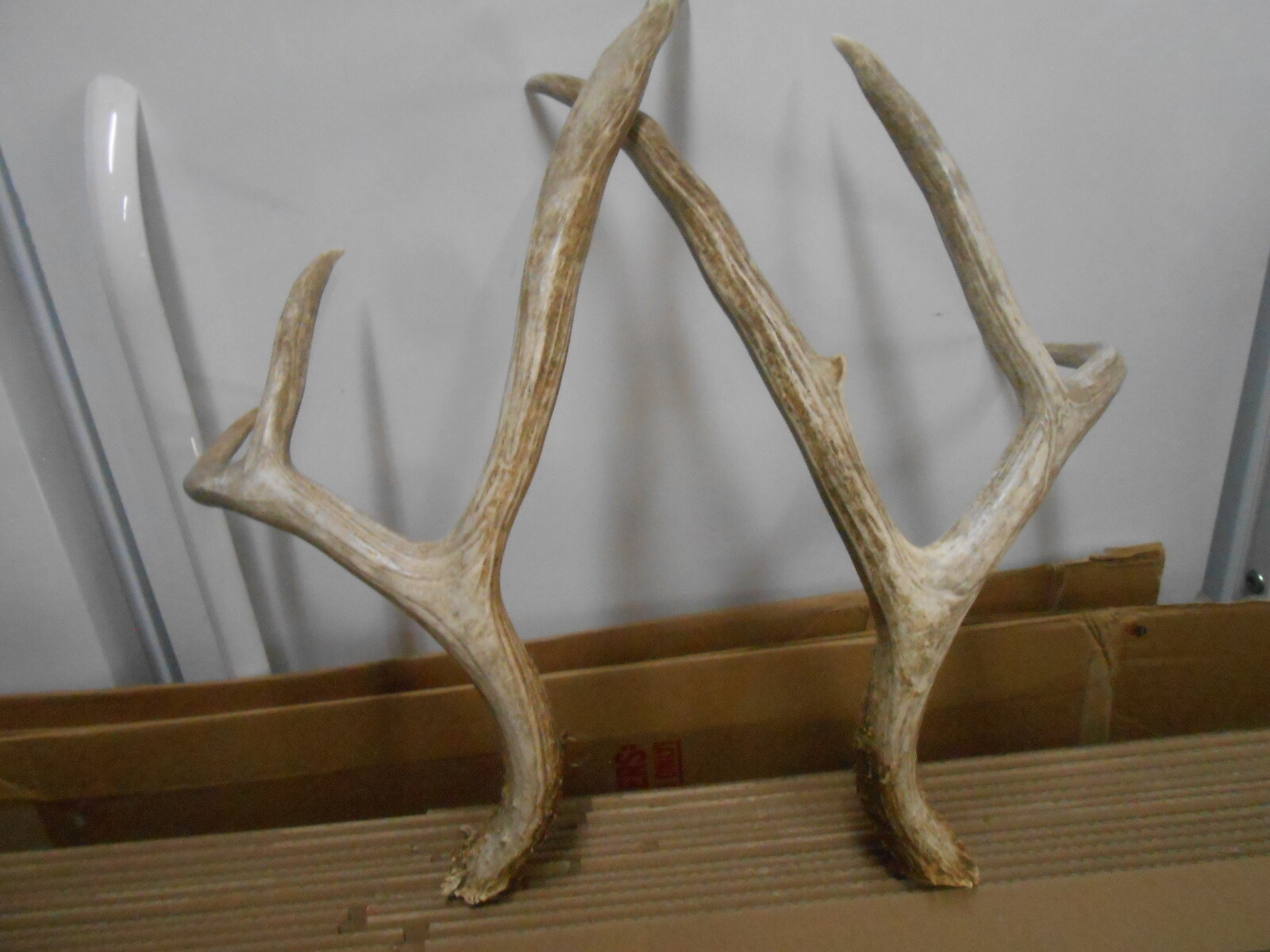 HUGE TALL 3x3 Mule DEER SHEDS antlers whitetail rack mount elk ...