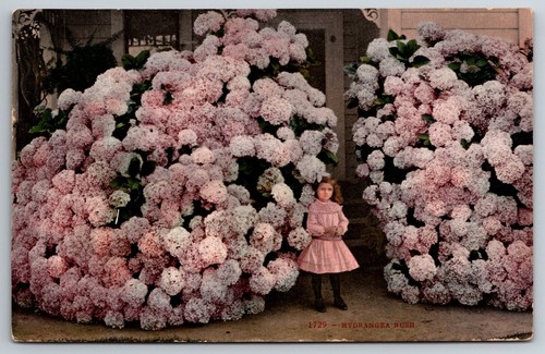 Vintage Postcard Giant Hydrangea Bush Pretty Girl c1909 Divided Back ...