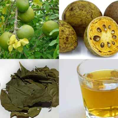 Quality BILVA AGLE MARMELOS VILVA WoodApple Organic Dried Bael Leaves ...