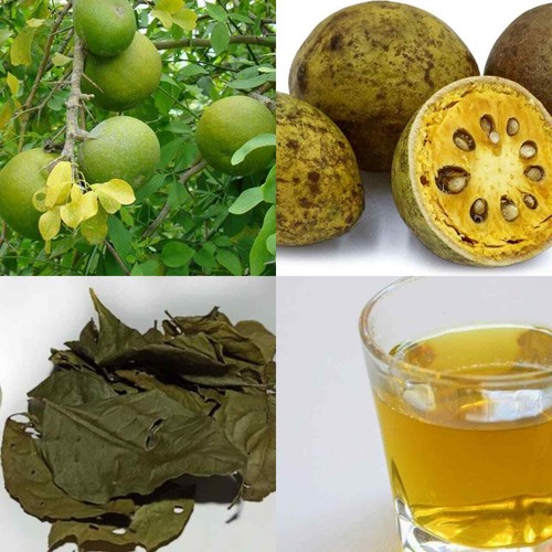 Quality BILVA AGLE MARMELOS VILVA WoodApple Organic Dried Bael Leaves ...