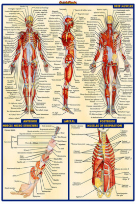 Human Anatomy Deep Muscles Map Medical Presentation Wall Art - POSTER ...