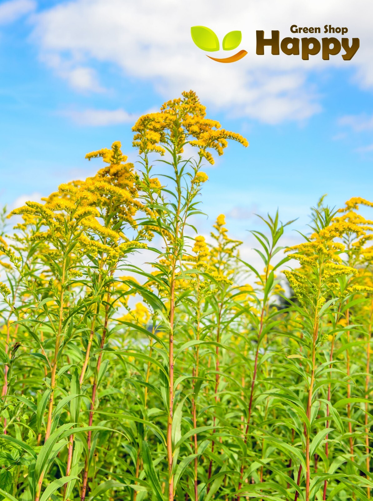 GOLDEN ROD - YELLOW SPRING 2000 SEEDS - Solidago canadensis - PERENNIAL ...