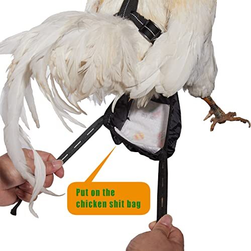 Chicken Harness Hen Size with 6ft Matching Leash Washable Pet Set ...