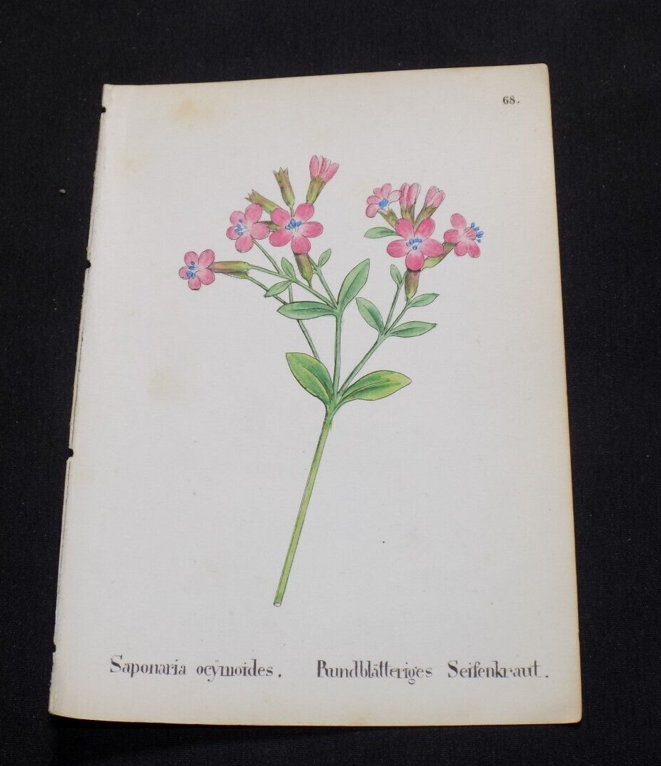 1867 Antique ALPINE FLOWER Print / TUMBLING TED, or, SAPONARIA ...