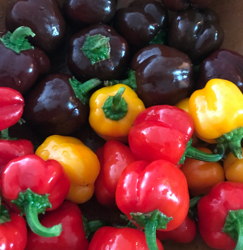 10 x SWEET MINI BELL CAPSICUM VINE SEEDS MIX-AISAN VEGETABLE GARDEN ...