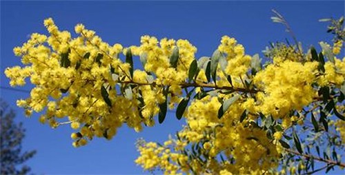Acacia decora - Showy Wattle - 30 Seeds | eBay Australia