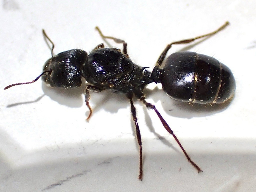 Pheidole rhea, queen ant Feeder Insect, Reptile FooD-RARE - LARGEST USA ...