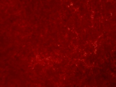 WINE Burgundy Solid Color Faux Suede Upholstery And Drapery Fabric ...