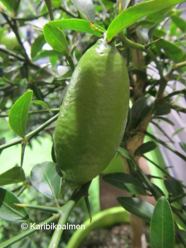 Microcitrus australasica - Rote Fingerlimette Pflanze 15-25cm - Kaviar ...