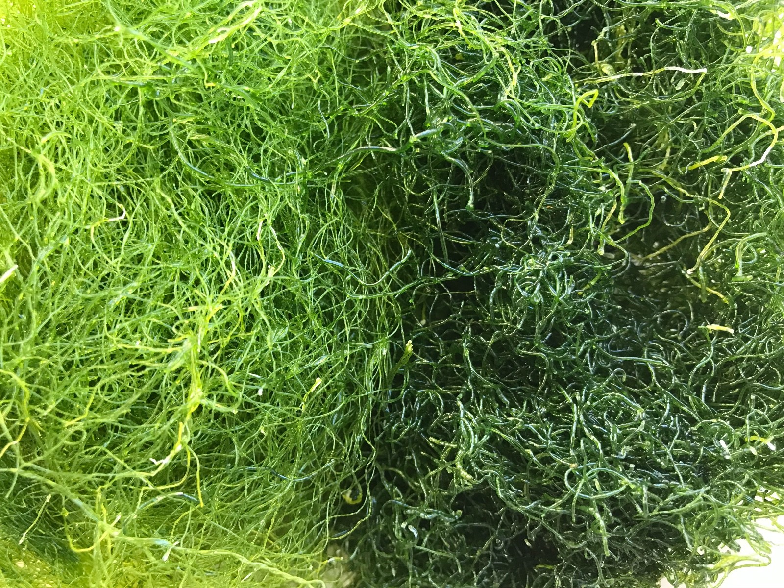 Live Chaetomorpha Chaeto Chato Marine Macro Algae Reef Refugium Plant 1 ...