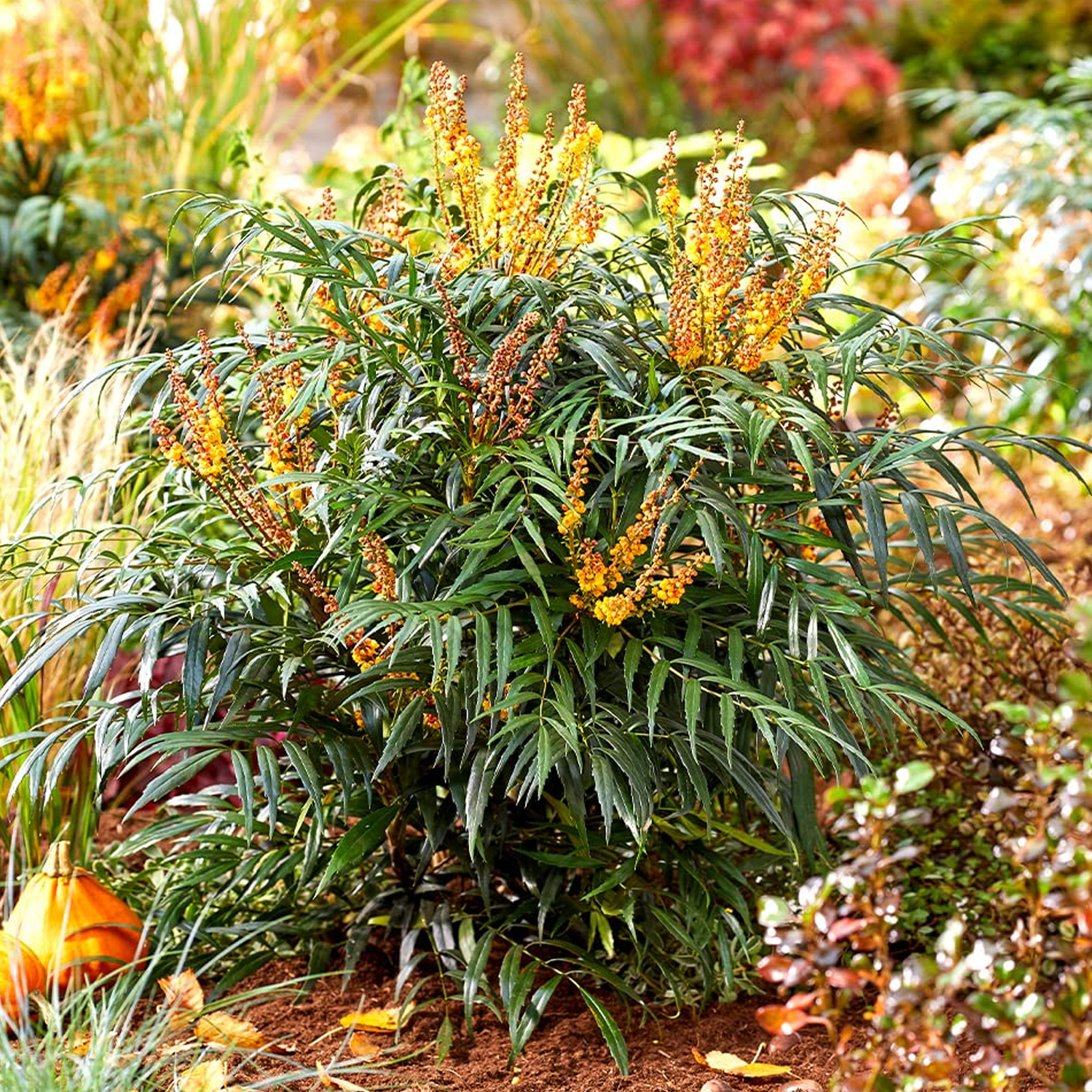 Mahonia Volcano Evergreen Shrub Outdoor Plants All Year Round Garden ...