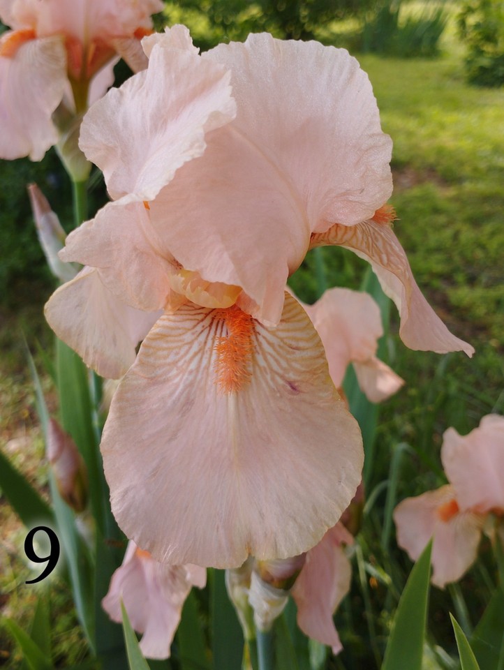 5 rizomi di Iris Germanica a scelta utente gc64_it | eBay UK