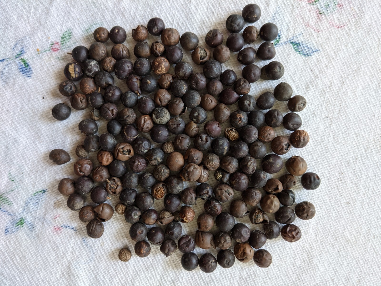 50+ Hackberry Tree Seeds | eBay