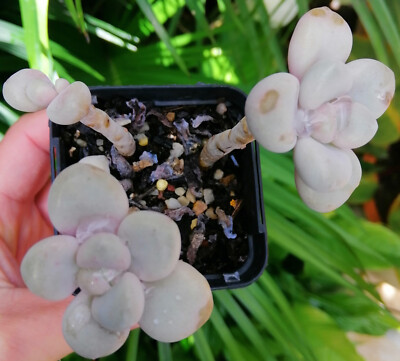 Succulent Graptopetalum Ellen | eBay Australia