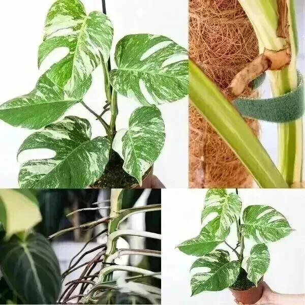 5 Monstera Albo Rooted Cutting Highly Variegated Halfmoon Node Cuttings ...