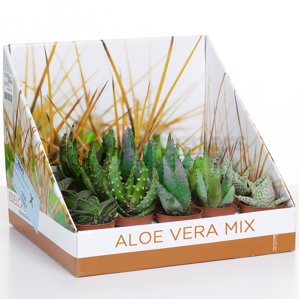 Aloe Vera Mix - 5 Plants - House / Office Live Indoor Pot Plant - Ideal ...