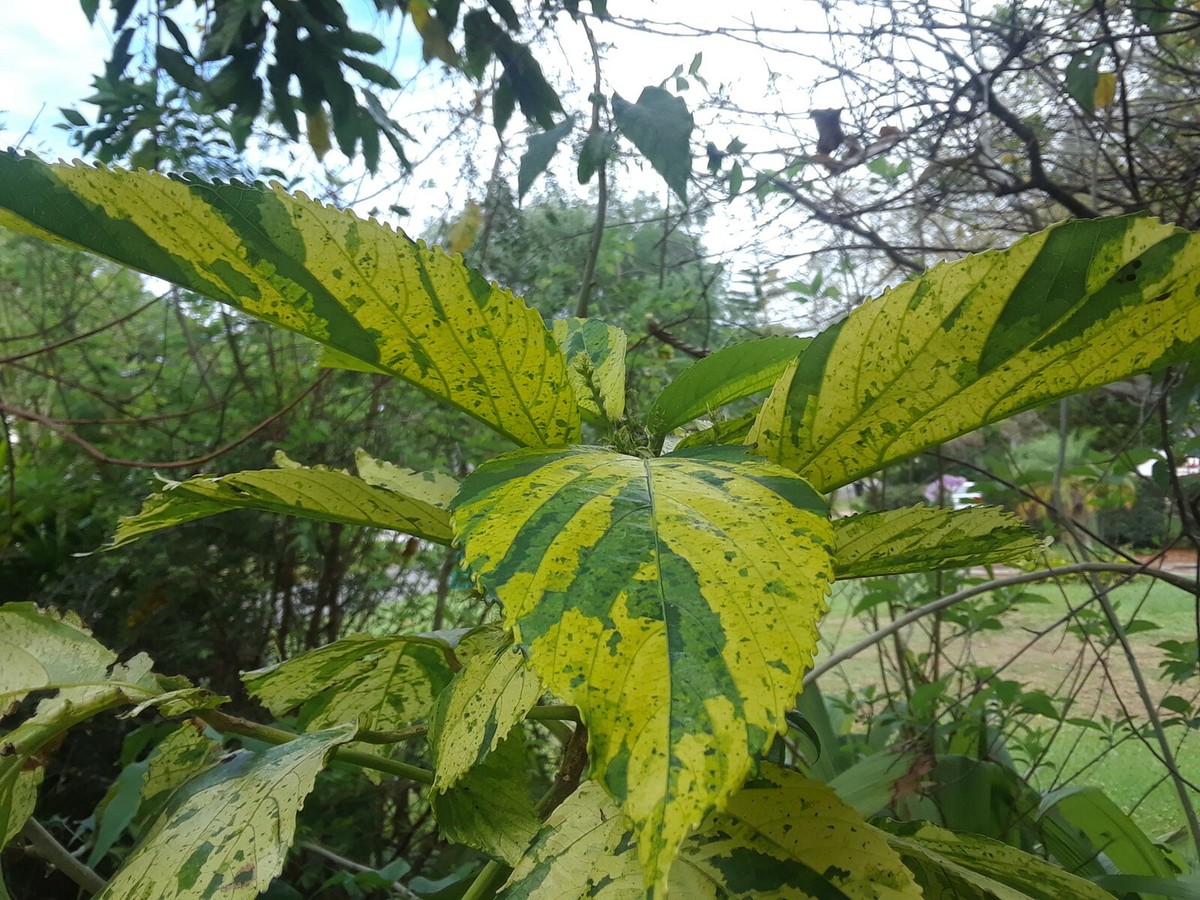 Acalypha Wilkesiana Java White