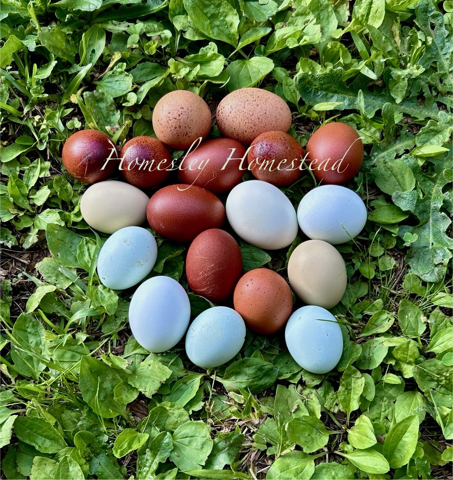 12 Rainbow🌈 Hatching Eggs- BCM,Golden Cuckoo Marans,Ameraucana,Olive Eggers | eBay