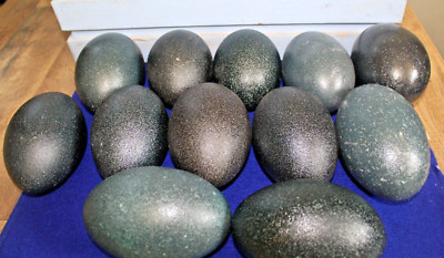 Lot of 12 Emu Eggs Blown Out 5" Shells Only Drilled Empty Cured Blown ...