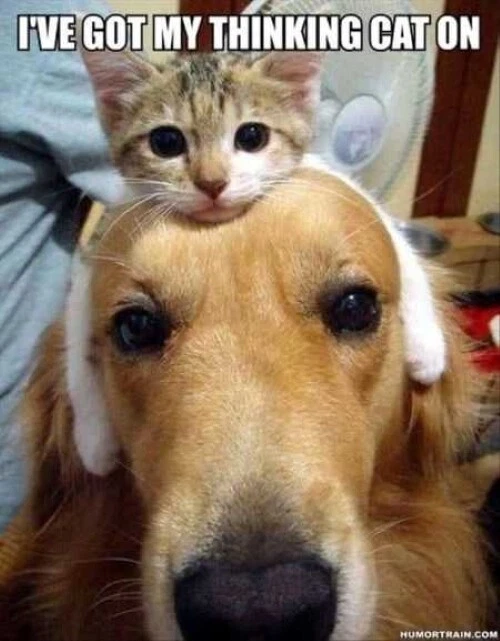 Cute Cuddle Meme