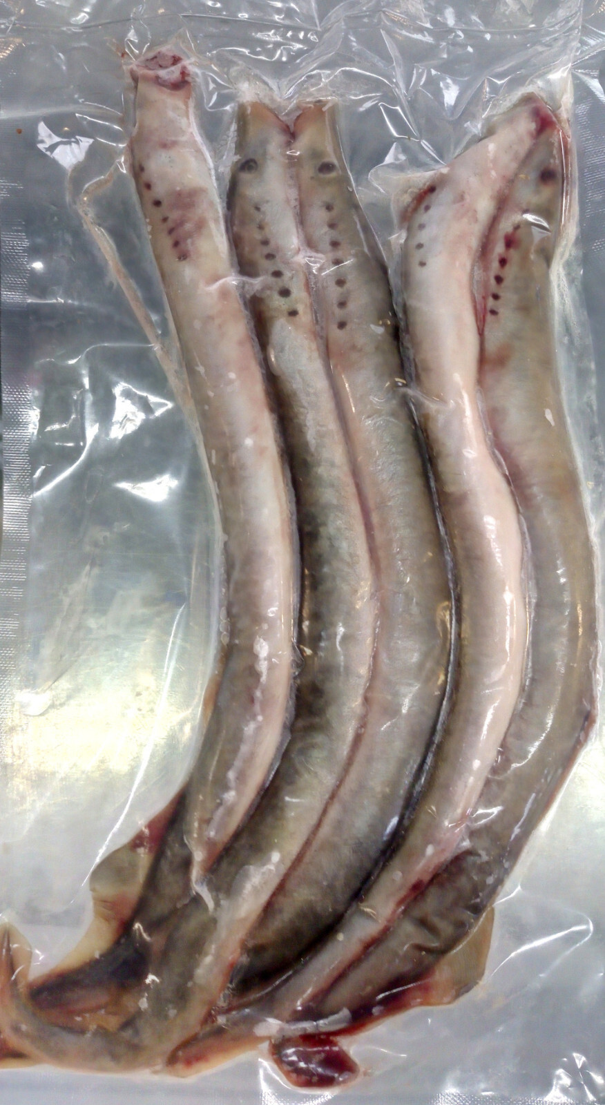 Lucebaits Pike Predator Sea Fishing Frozen Bait Deadbaits WHOLE LAMPREY ...
