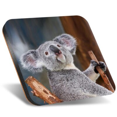 1x Square Coaster 12cm Koala Bear Australia Wild Animal #51292 | eBay