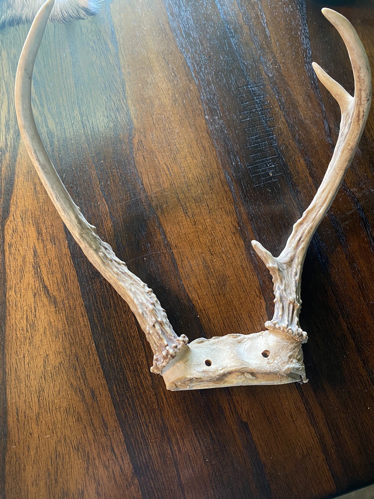 3 Pt Whitetail Deer Antler Rack Horn Skull | eBay