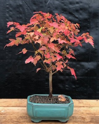 Trident Maple Bonsai Live Tree Plant Acer Buergerianum Outdoor 10"H Outdoor Tree | eBay