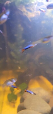 Blue Star Endlers 5 Total Livebearer 3 Female 2 Male PROVEN BREEDERS ...