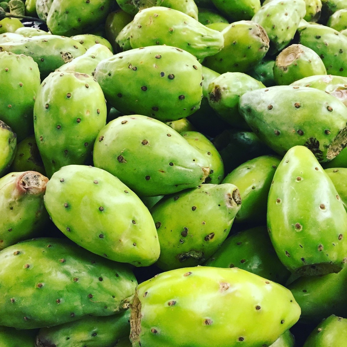 Green Prickly Pear