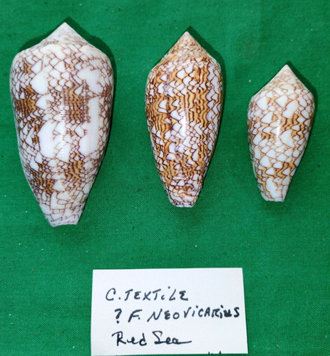 Conus textile f. neovicarius #H3485 Red Sea 52-77mm | eBay