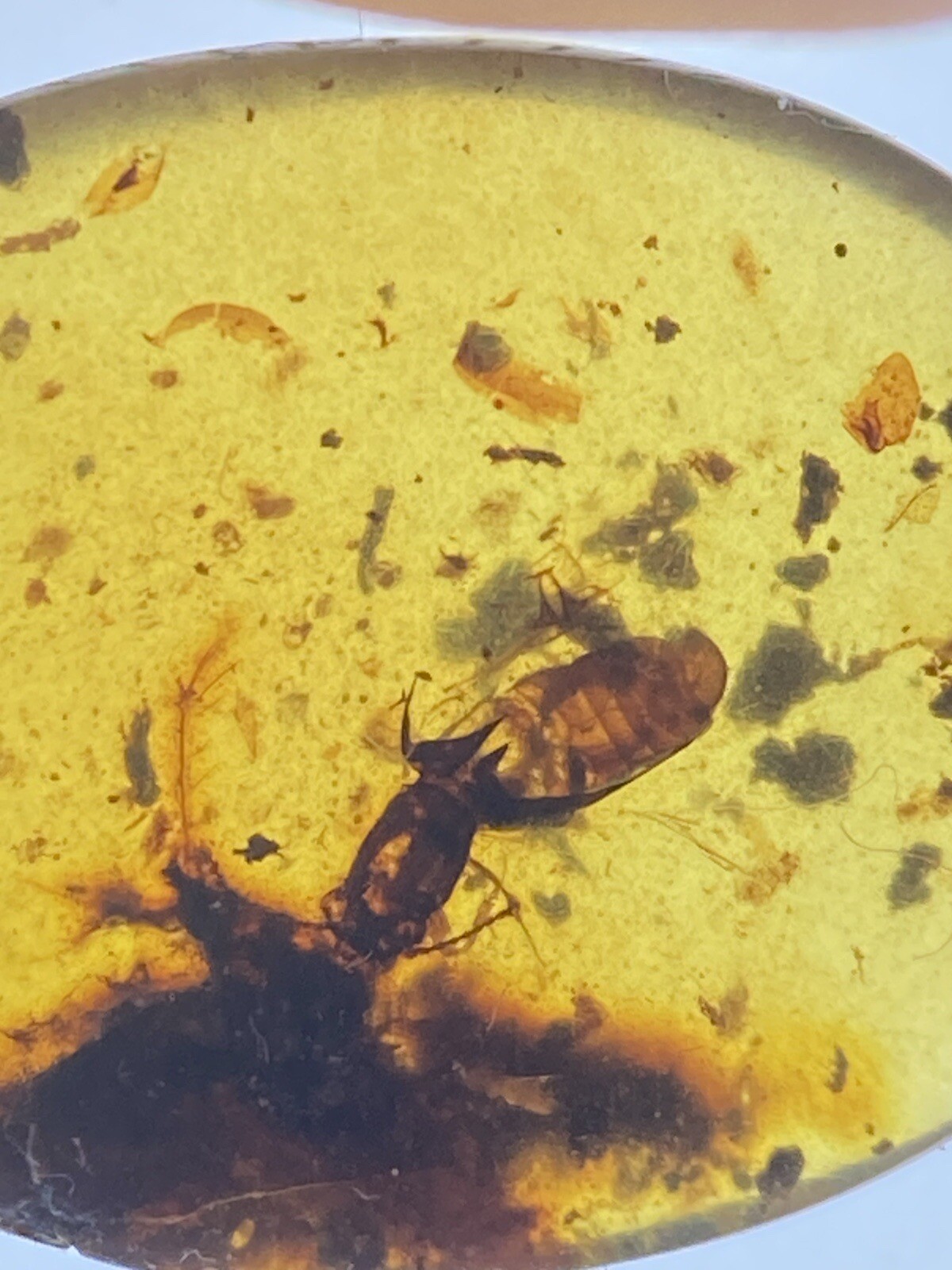 Prehistoric Insect Skin Exoskeleton Fossil, Genuine Burmite Amber ...