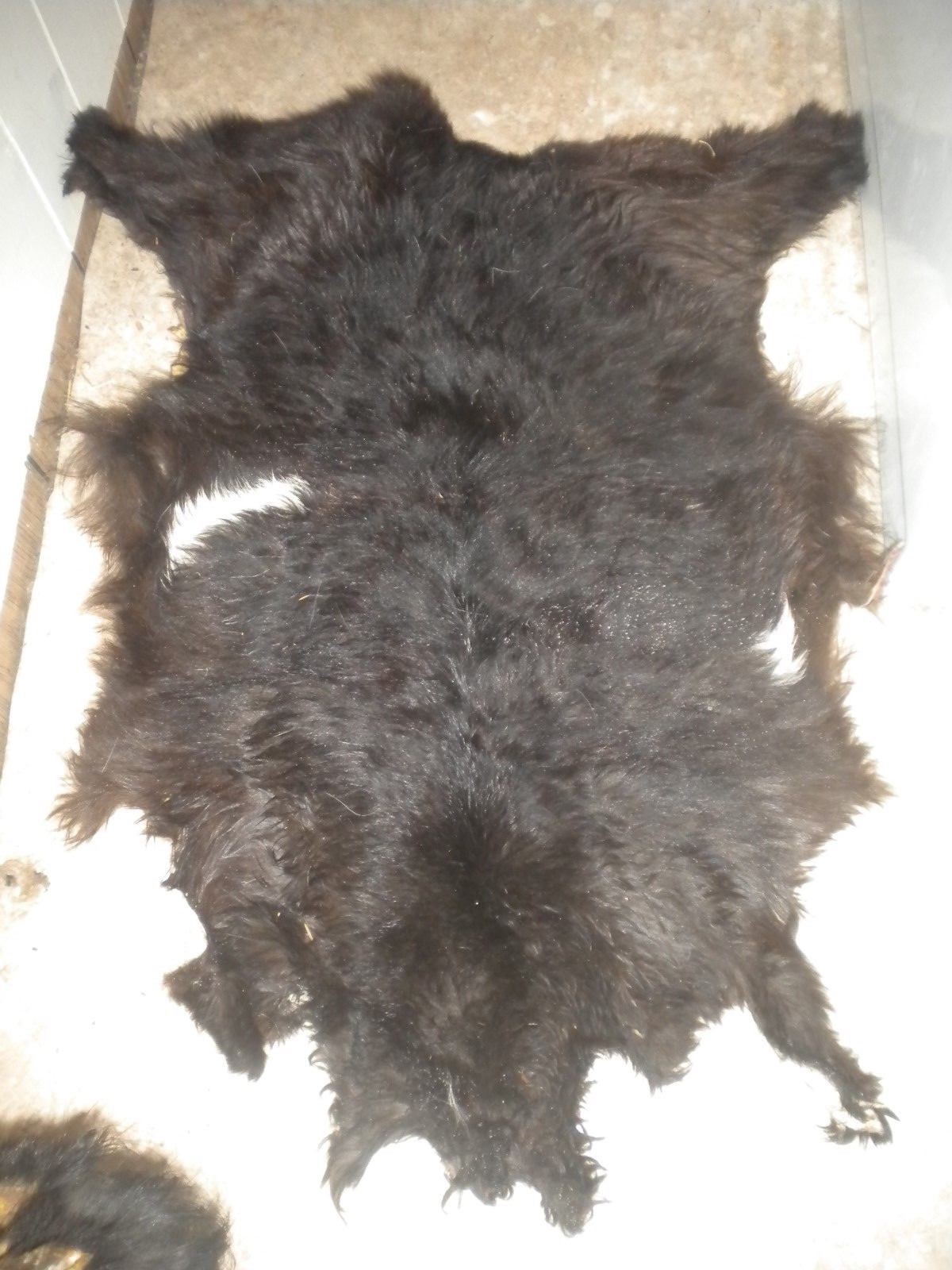 GOAT KID HIDE / PELT SALT DRIED ALL NATURAL MADE IN USA | eBay