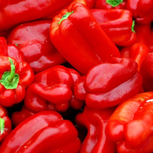 Big Red Sweet Pepper Seeds 25+ Capsicum Anuum Vegetable HEIRLOOM USA ...