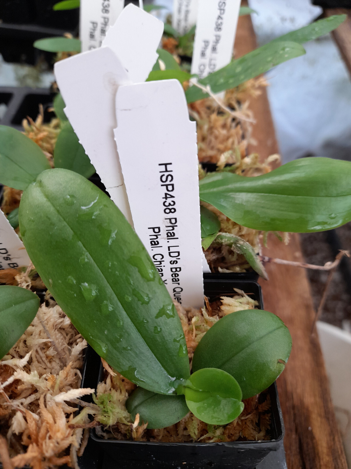 FPOrchids Phal. LD's Bear Queen Miro-32 X Phal. Chian Xen Golden Star ...