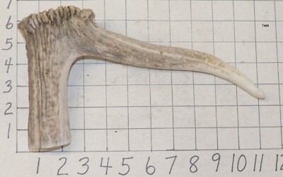 1 Elk Antler Crown Walking Cane Top Handle Crafts Dog Chew Treat | eBay