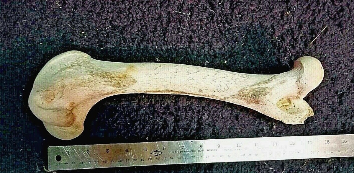 Deer Femur Vs Human Femur