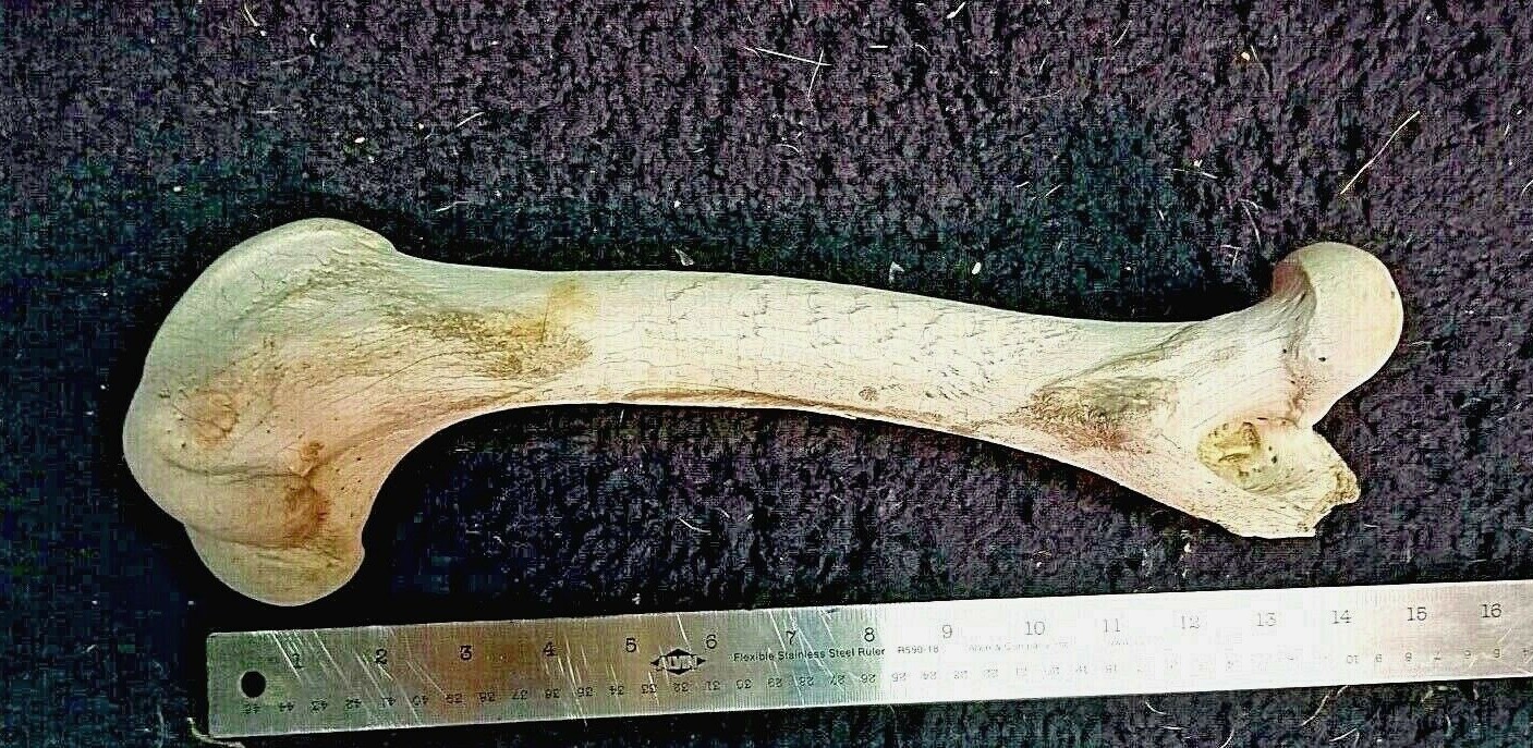 Large Wild Animal Bones - Deer and Elk - Skulls - Rib Cages - Backbone ...