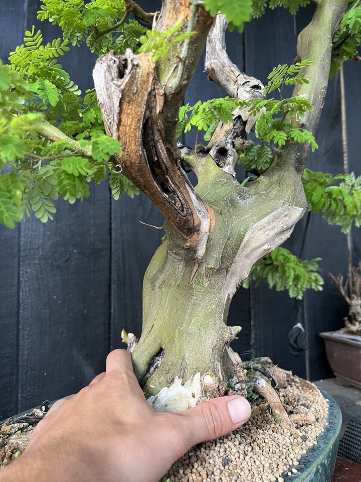 Brazilian Raintree Bonsai Tree, Pithecellobium Tortum | eBay