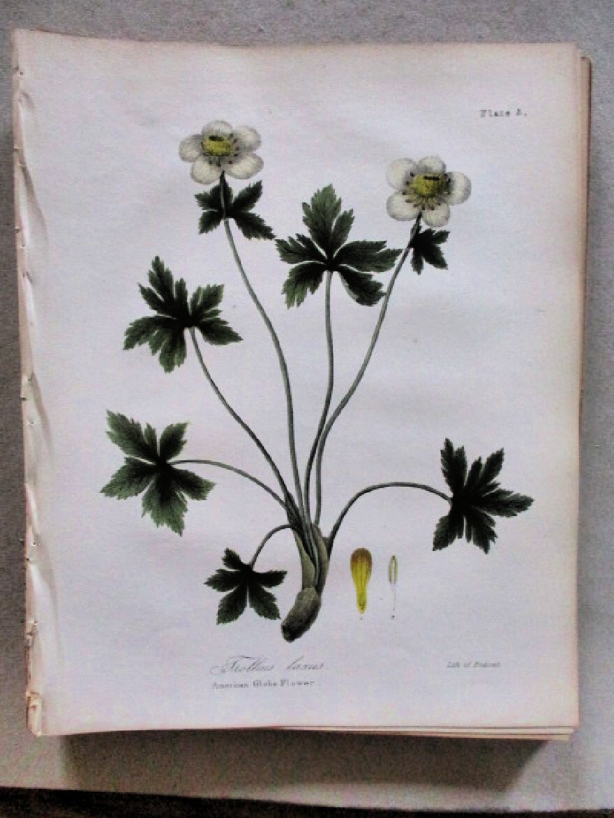 Vtg Print, AMERICAN GLOBE FLOWER, 1843,NY BOTANY,Torrey,Color, 11x9" | eBay